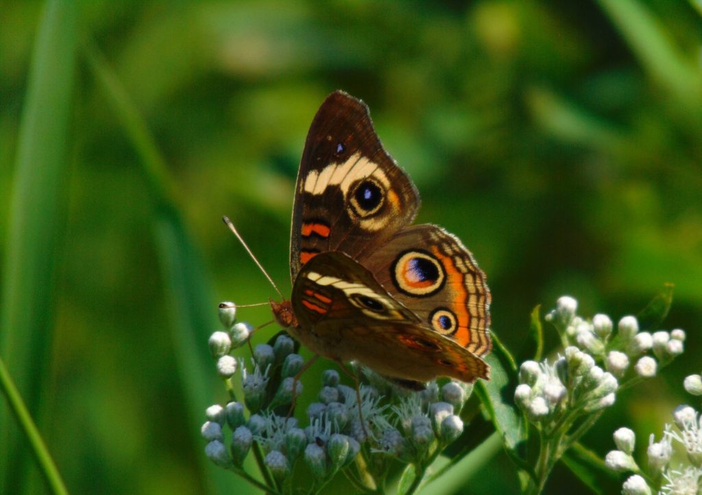 LIFE IN THE LOWER SUSQUEHANNA RIVER WATERSHED – A Natural History of ...