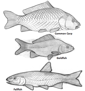 Fishes – LIFE IN THE LOWER SUSQUEHANNA RIVER WATERSHED