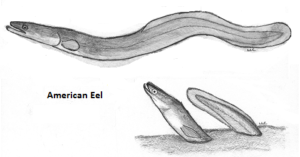 Fishes – LIFE IN THE LOWER SUSQUEHANNA RIVER WATERSHED