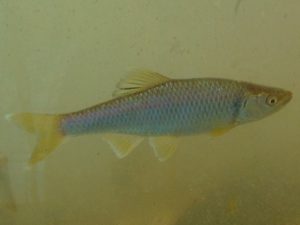 Fishes – LIFE IN THE LOWER SUSQUEHANNA RIVER WATERSHED