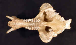 Beasts (Mammals) – LIFE IN THE LOWER SUSQUEHANNA RIVER WATERSHED