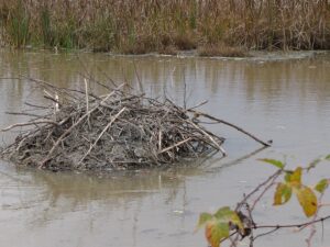 Beasts (Mammals) – LIFE IN THE LOWER SUSQUEHANNA RIVER WATERSHED