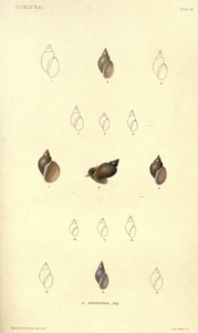 Freshwater Snails – LIFE IN THE LOWER SUSQUEHANNA RIVER WATERSHED