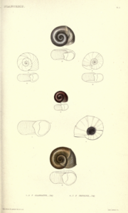 Freshwater Snails – LIFE IN THE LOWER SUSQUEHANNA RIVER WATERSHED