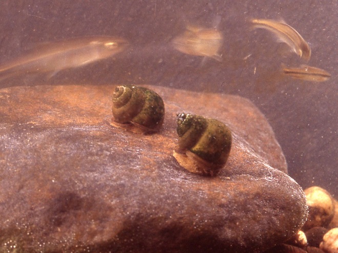 Freshwater Snails – LIFE IN THE LOWER SUSQUEHANNA RIVER WATERSHED