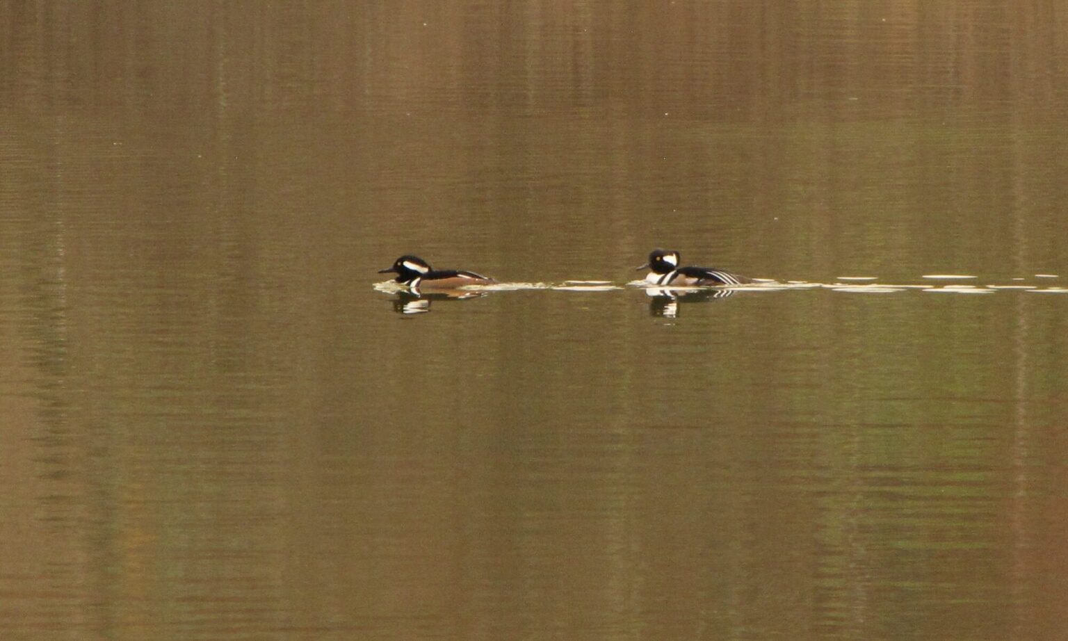 LIFE IN THE LOWER SUSQUEHANNA RIVER WATERSHED – A Natural History of ...