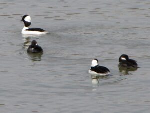 LIFE IN THE LOWER SUSQUEHANNA RIVER WATERSHED – A Natural History of ...