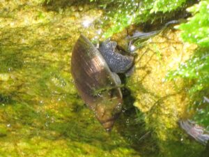 Freshwater Snails – LIFE IN THE LOWER SUSQUEHANNA RIVER WATERSHED