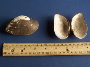 Freshwater Mussels and Clams – LIFE IN THE LOWER SUSQUEHANNA RIVER WATERSHED