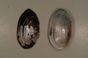 Freshwater Mussels and Clams – LIFE IN THE LOWER SUSQUEHANNA RIVER ...
