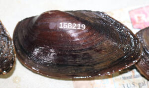 Freshwater Mussels and Clams – LIFE IN THE LOWER SUSQUEHANNA RIVER ...