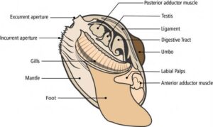 Freshwater Mussels and Clams – LIFE IN THE LOWER SUSQUEHANNA RIVER ...