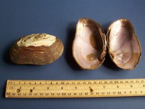 Freshwater Mussels and Clams – LIFE IN THE LOWER SUSQUEHANNA RIVER ...