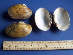 Freshwater Mussels and Clams – LIFE IN THE LOWER SUSQUEHANNA RIVER ...