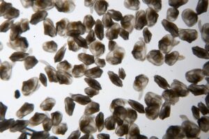 Freshwater Mussels and Clams – LIFE IN THE LOWER SUSQUEHANNA RIVER ...