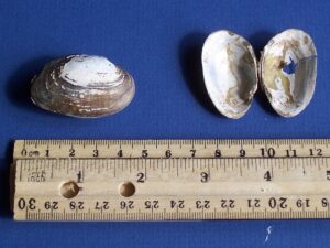 Freshwater Mussels and Clams – LIFE IN THE LOWER SUSQUEHANNA RIVER ...