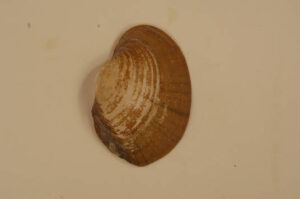 Freshwater Mussels and Clams – LIFE IN THE LOWER SUSQUEHANNA RIVER ...