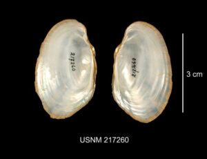 Freshwater Mussels and Clams – LIFE IN THE LOWER SUSQUEHANNA RIVER ...