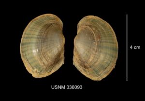 Freshwater Mussels and Clams – LIFE IN THE LOWER SUSQUEHANNA RIVER ...