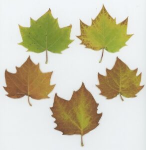 Trees, Shrubs, and Woody Vines – LIFE IN THE LOWER SUSQUEHANNA RIVER ...