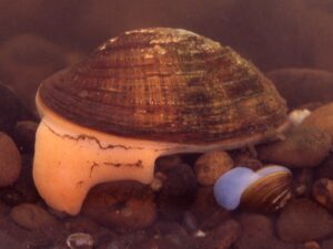 Freshwater Mussels and Clams – LIFE IN THE LOWER SUSQUEHANNA RIVER ...