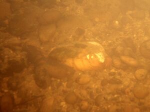 Freshwater Mussels and Clams – LIFE IN THE LOWER SUSQUEHANNA RIVER ...
