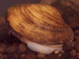 Freshwater Mussels and Clams – LIFE IN THE LOWER SUSQUEHANNA RIVER ...