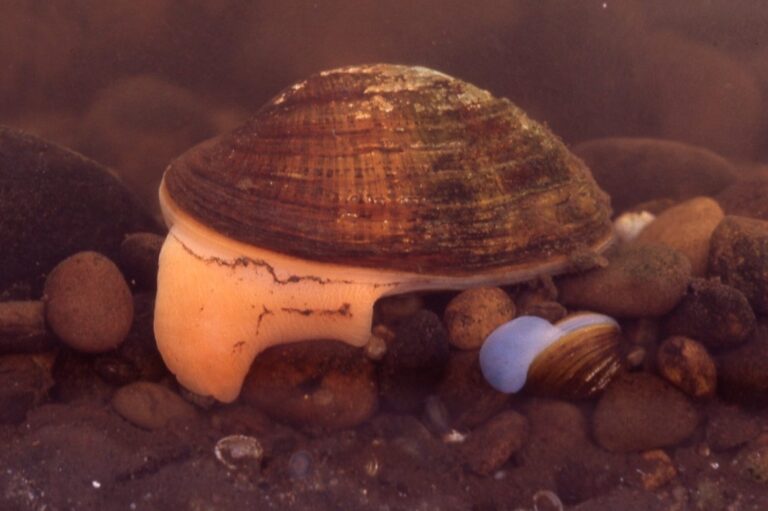 Freshwater Mussels and Clams – LIFE IN THE LOWER SUSQUEHANNA RIVER ...