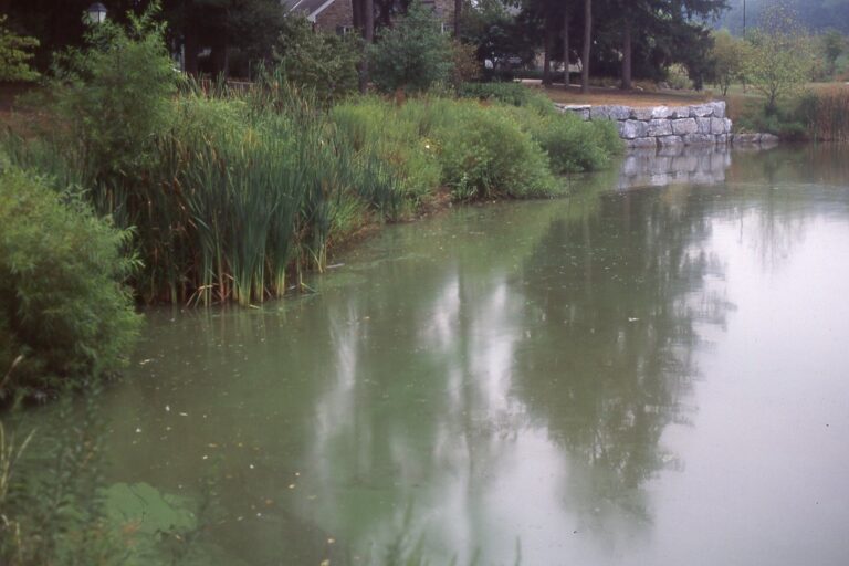 Freshwater Mussels and Clams – LIFE IN THE LOWER SUSQUEHANNA RIVER ...
