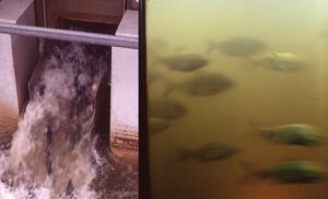 Freshwater Mussels and Clams – LIFE IN THE LOWER SUSQUEHANNA RIVER ...