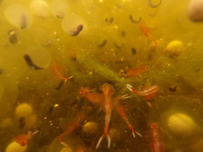 Fairy Shrimp (Anostraca) – LIFE IN THE LOWER SUSQUEHANNA RIVER WATERSHED