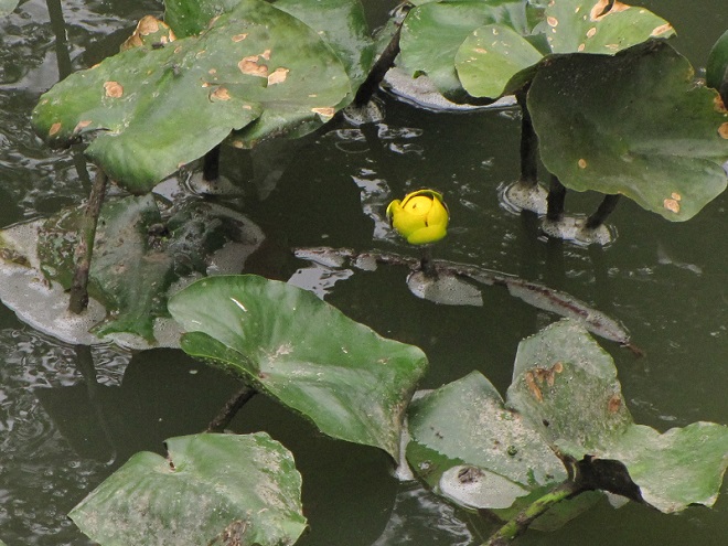 Water Lilies (Nymphaeaceae) – LIFE IN THE LOWER SUSQUEHANNA RIVER WATERSHED