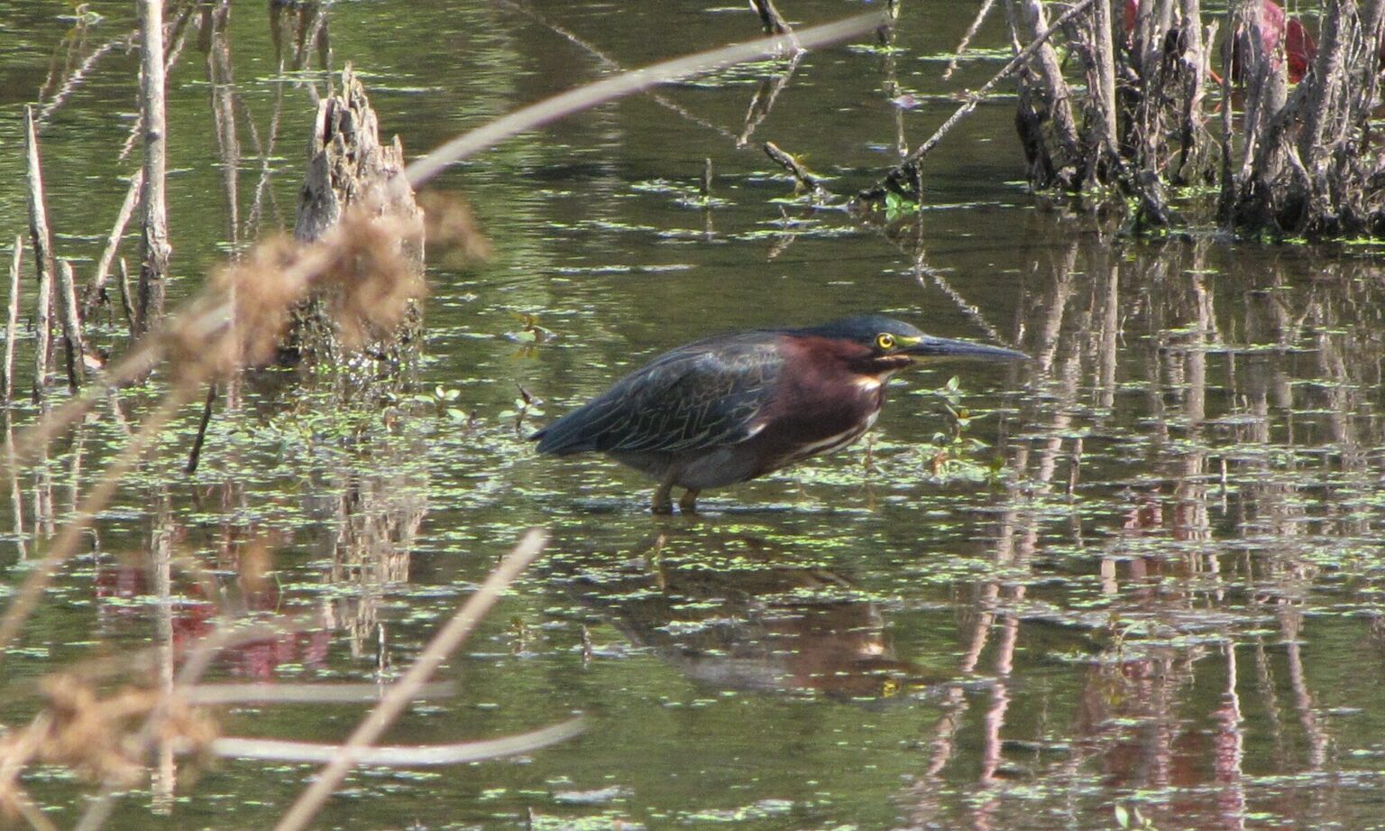Freshwater Mussels and Clams – LIFE IN THE LOWER SUSQUEHANNA RIVER ...