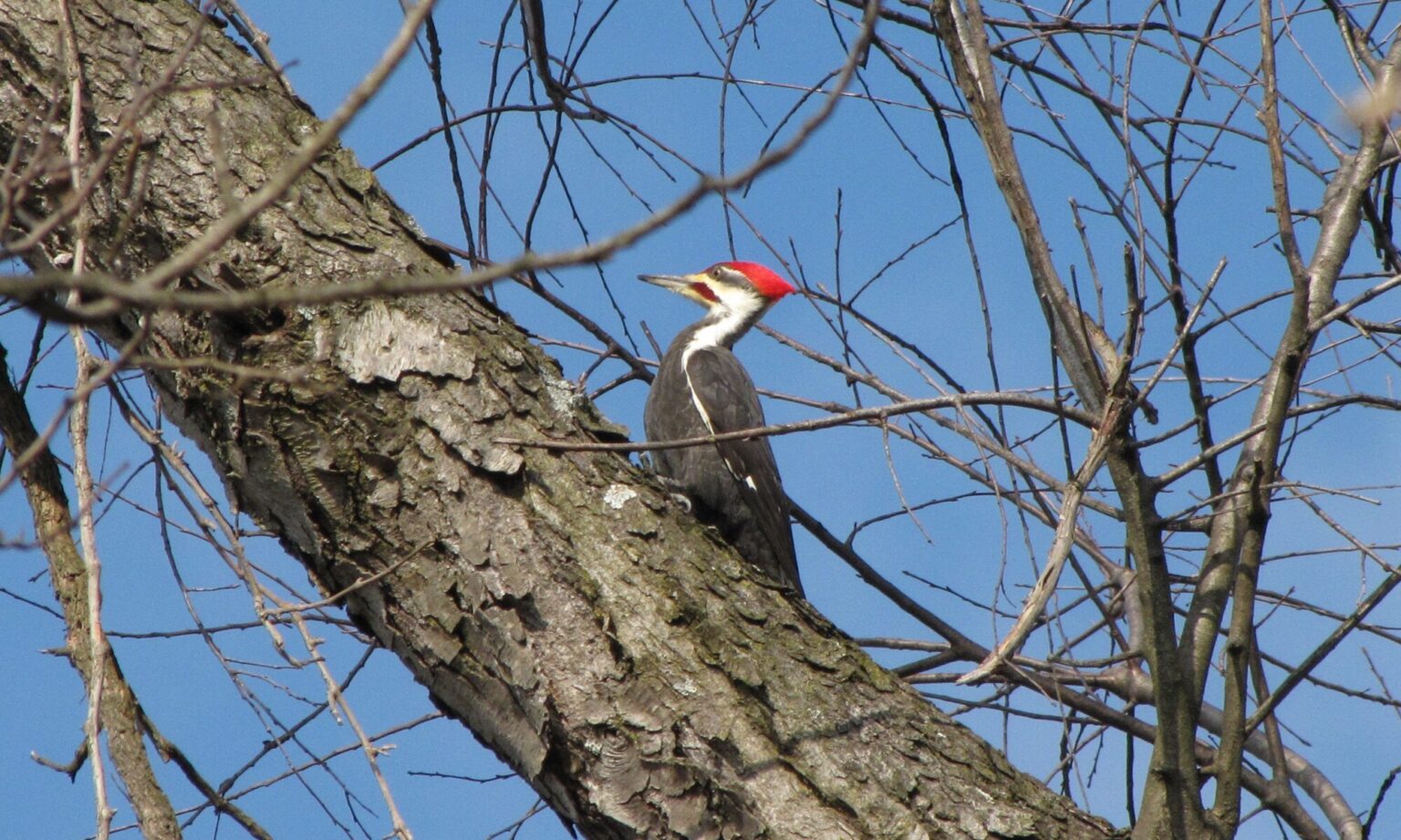 LIFE IN THE LOWER SUSQUEHANNA RIVER WATERSHED – A Natural History of ...