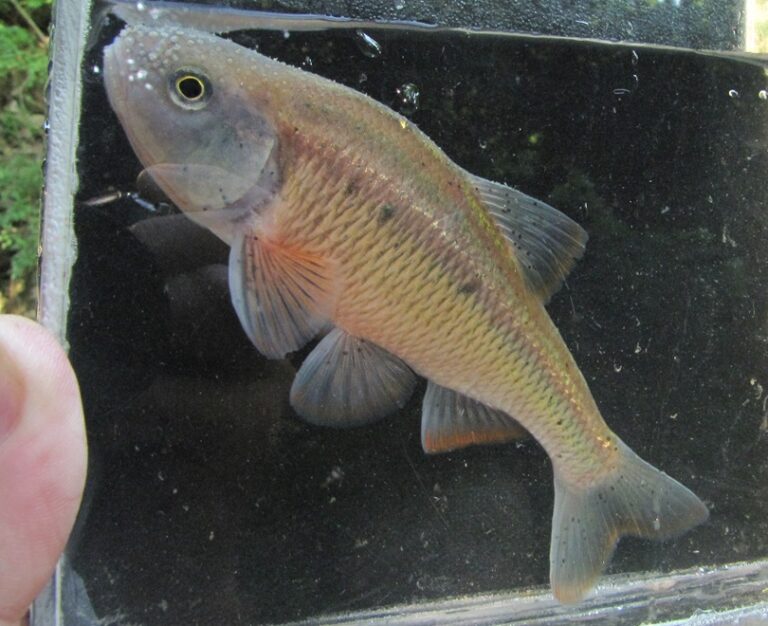 Fishes – LIFE IN THE LOWER SUSQUEHANNA RIVER WATERSHED