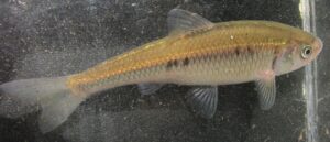 Fishes – LIFE IN THE LOWER SUSQUEHANNA RIVER WATERSHED