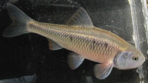 Fishes – LIFE IN THE LOWER SUSQUEHANNA RIVER WATERSHED