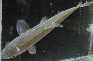 Fishes – LIFE IN THE LOWER SUSQUEHANNA RIVER WATERSHED