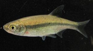 Fishes – LIFE IN THE LOWER SUSQUEHANNA RIVER WATERSHED