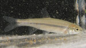 Fishes – LIFE IN THE LOWER SUSQUEHANNA RIVER WATERSHED