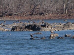 LIFE IN THE LOWER SUSQUEHANNA RIVER WATERSHED – A Natural History of ...
